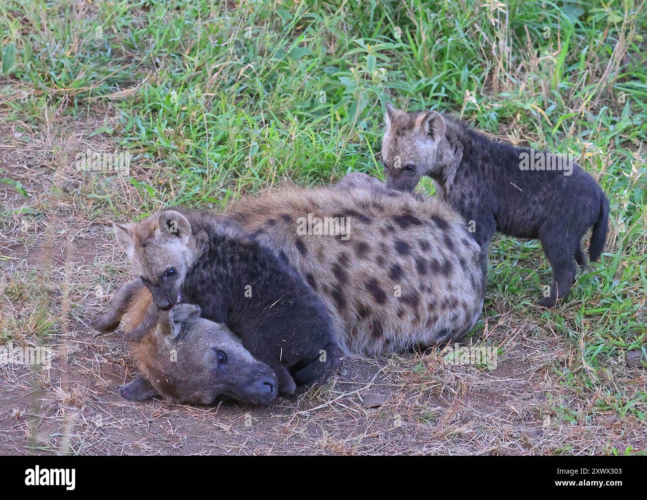 South Africa, Kruger National Park: spotted hyena (crocuta crocuta ...