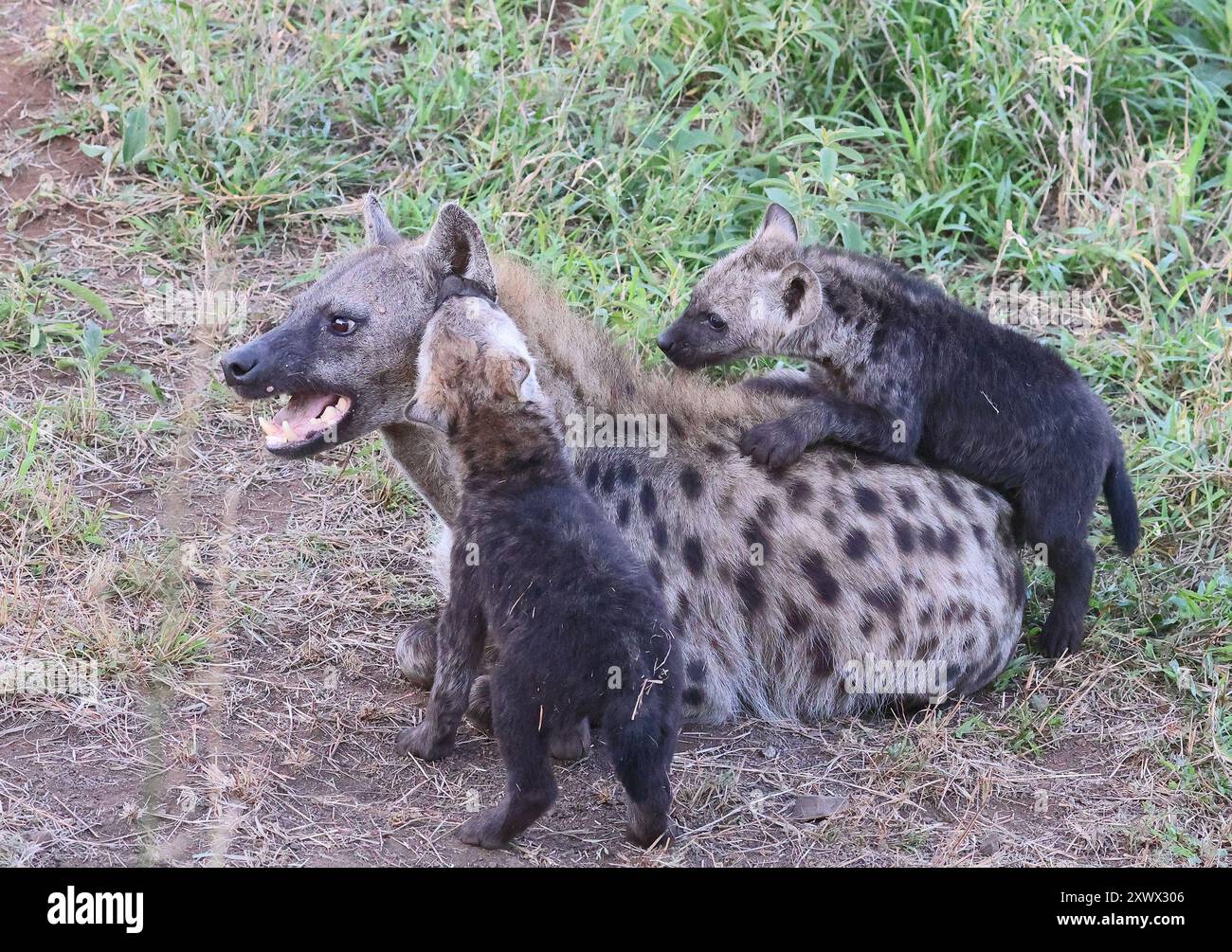 South Africa, Kruger National Park: spotted hyena (crocuta crocuta ...