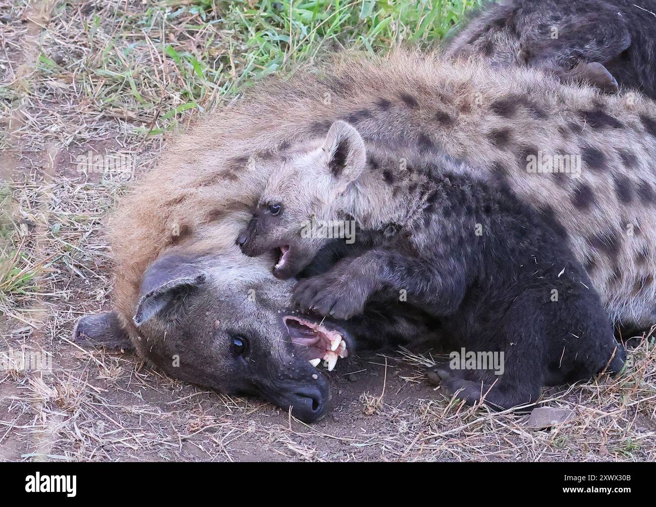 South Africa, Kruger National Park: spotted hyena (crocuta crocuta ...