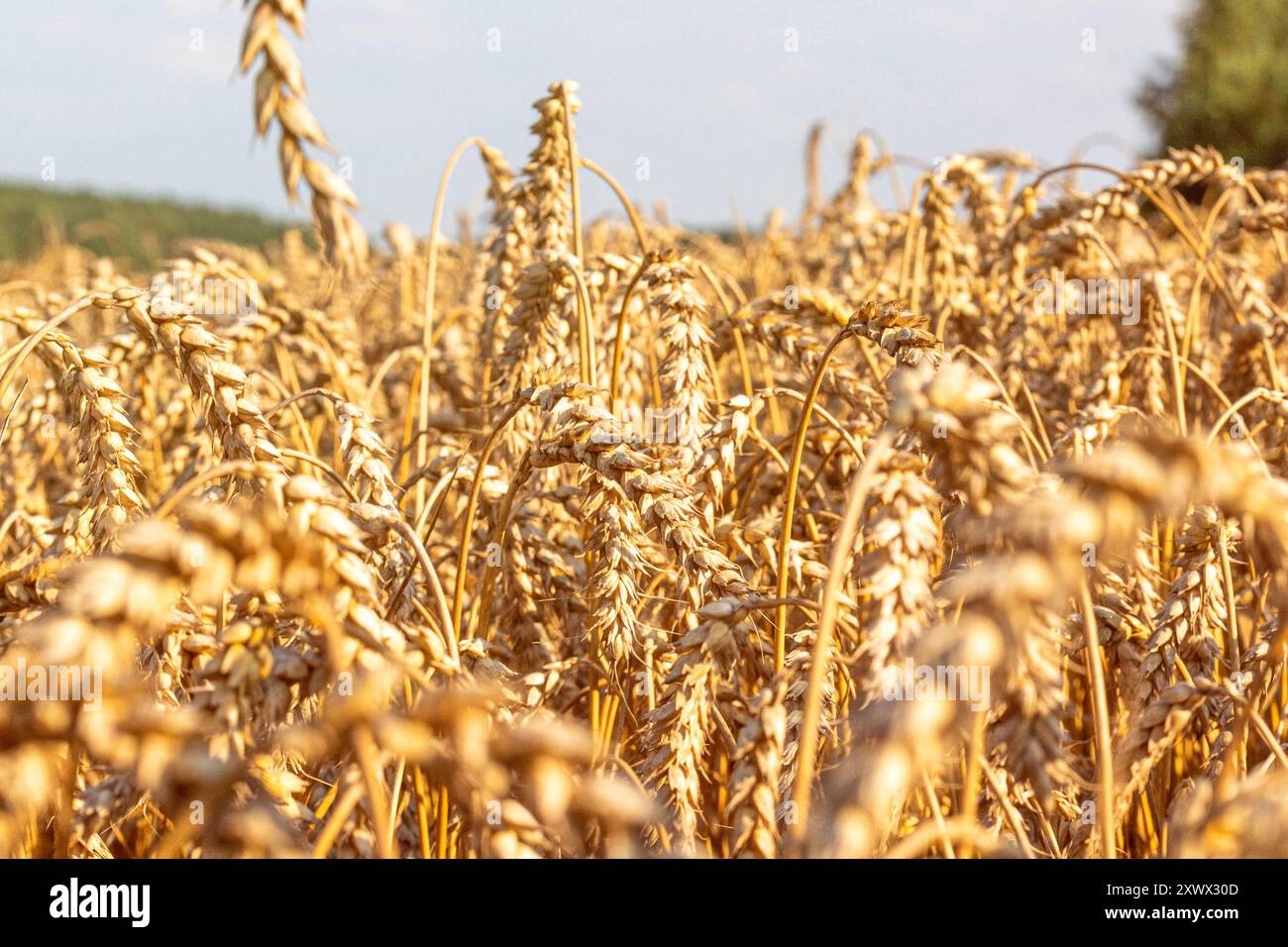Wheat field rural hi-res stock photography and images - Alamy