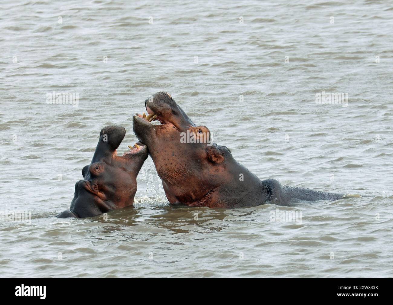 South Africa, Kruger National Park: hippopotamus (hippopotamus ...