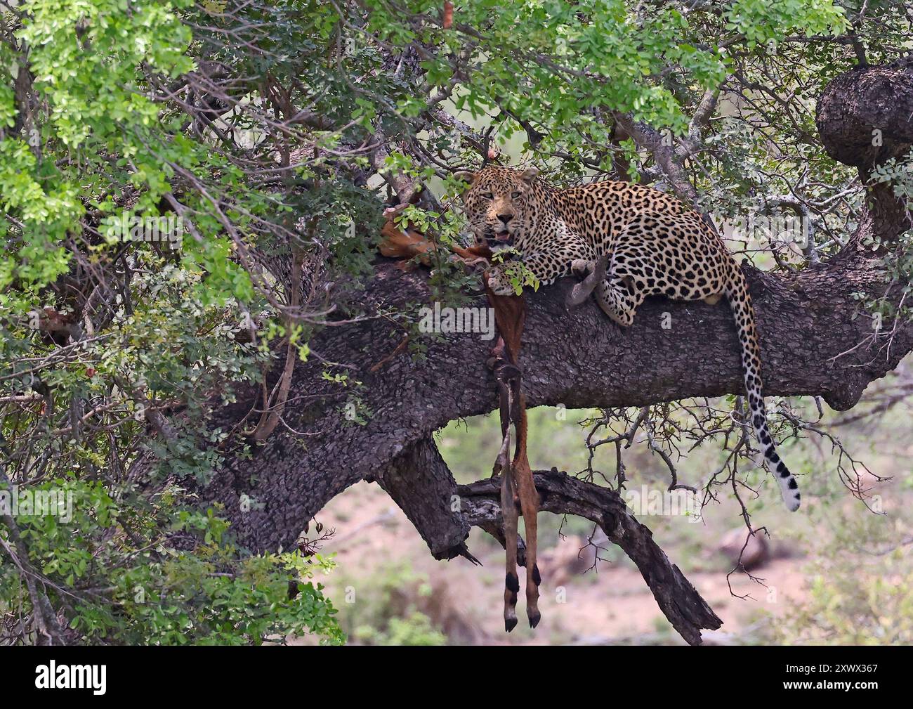 South Africa, Kruger National Park: leopard (panthera pardus) with prey ...