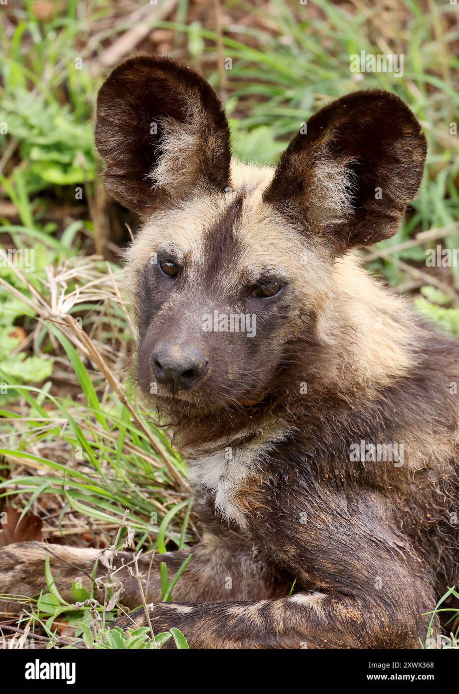 South Africa, Kruger National Park: African wild dog (lycaon pictus ...