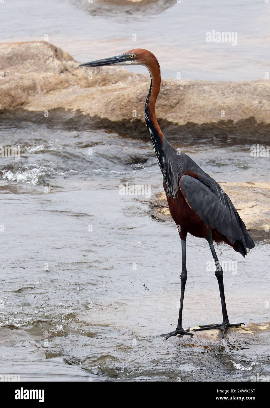 South Africa, Kruger National Park: Goliath heron (ardea goliath Stock ...