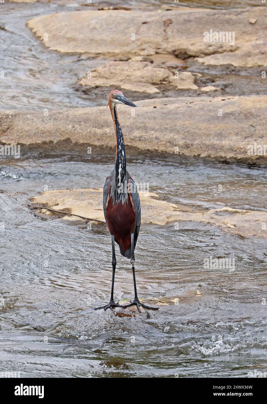 South Africa, Kruger National Park: Goliath heron (ardea goliath Stock ...