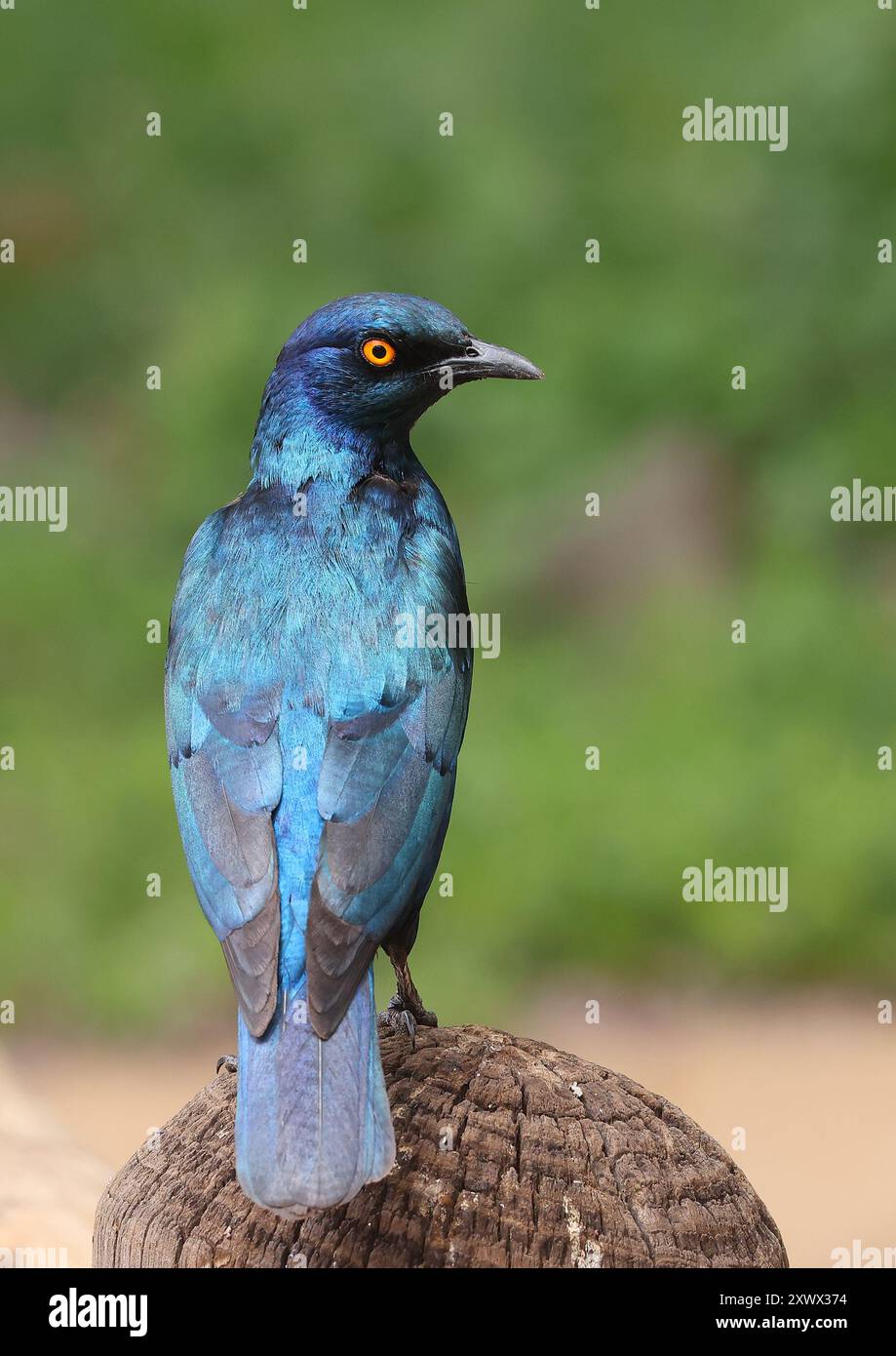 South Africa, Kruger National Park: Cape starling (lamprotornis nitens ...