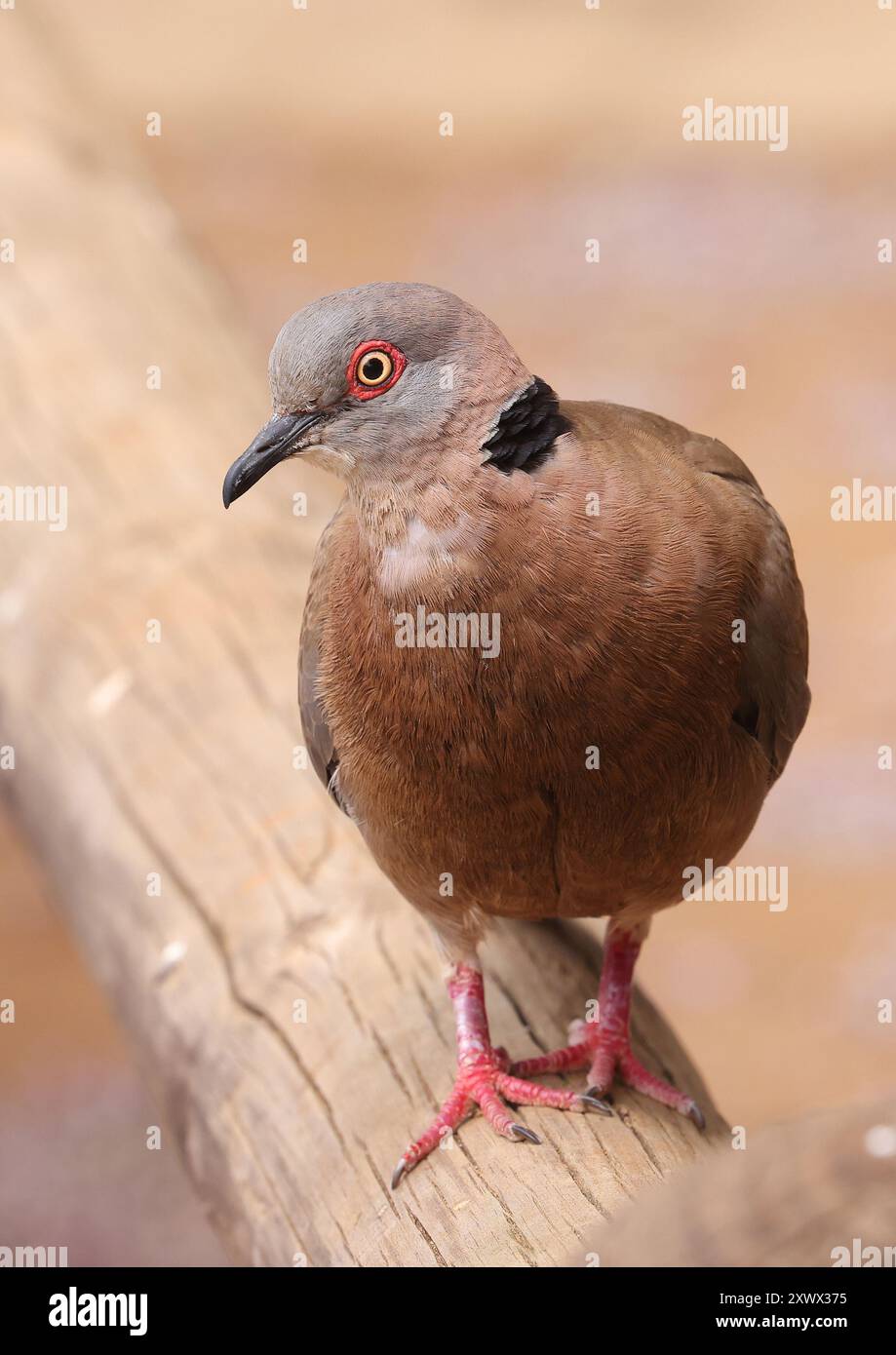 South Africa, Kruger National Park: mourning collared dove ...