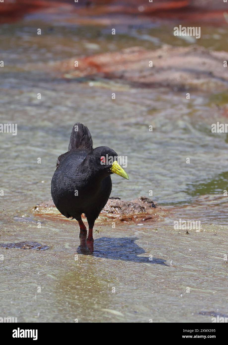 South Africa, Kruger National Park: waterbird, black crake (zapornia ...