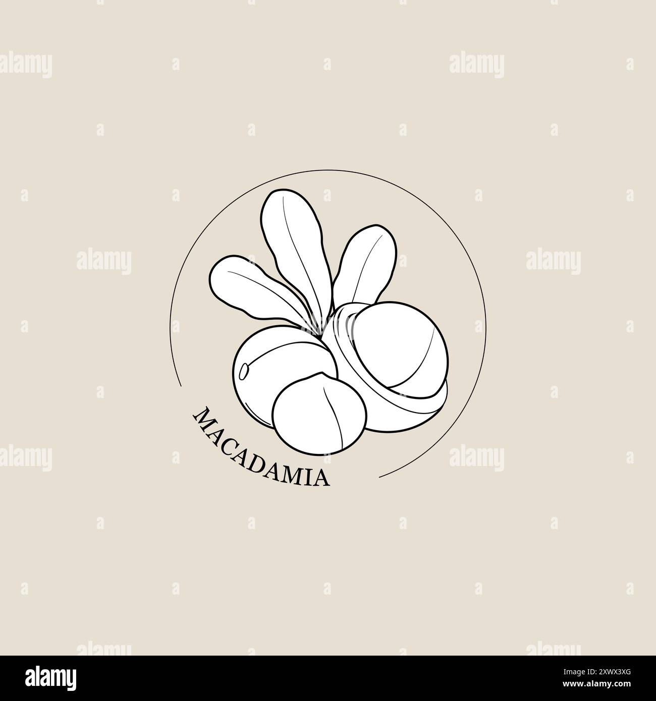 Macadamia nuts with leaves. Organic macadamia nuts. Outline set of nuts ...