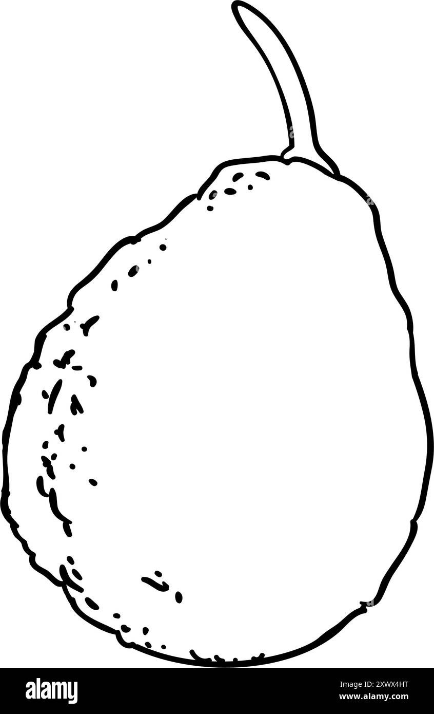 Avocado Fruit Isolated Outline Illustration Stock Vector Image & Art ...