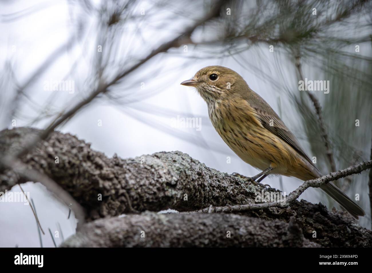 Female australian bird hi-res stock photography and images - Alamy