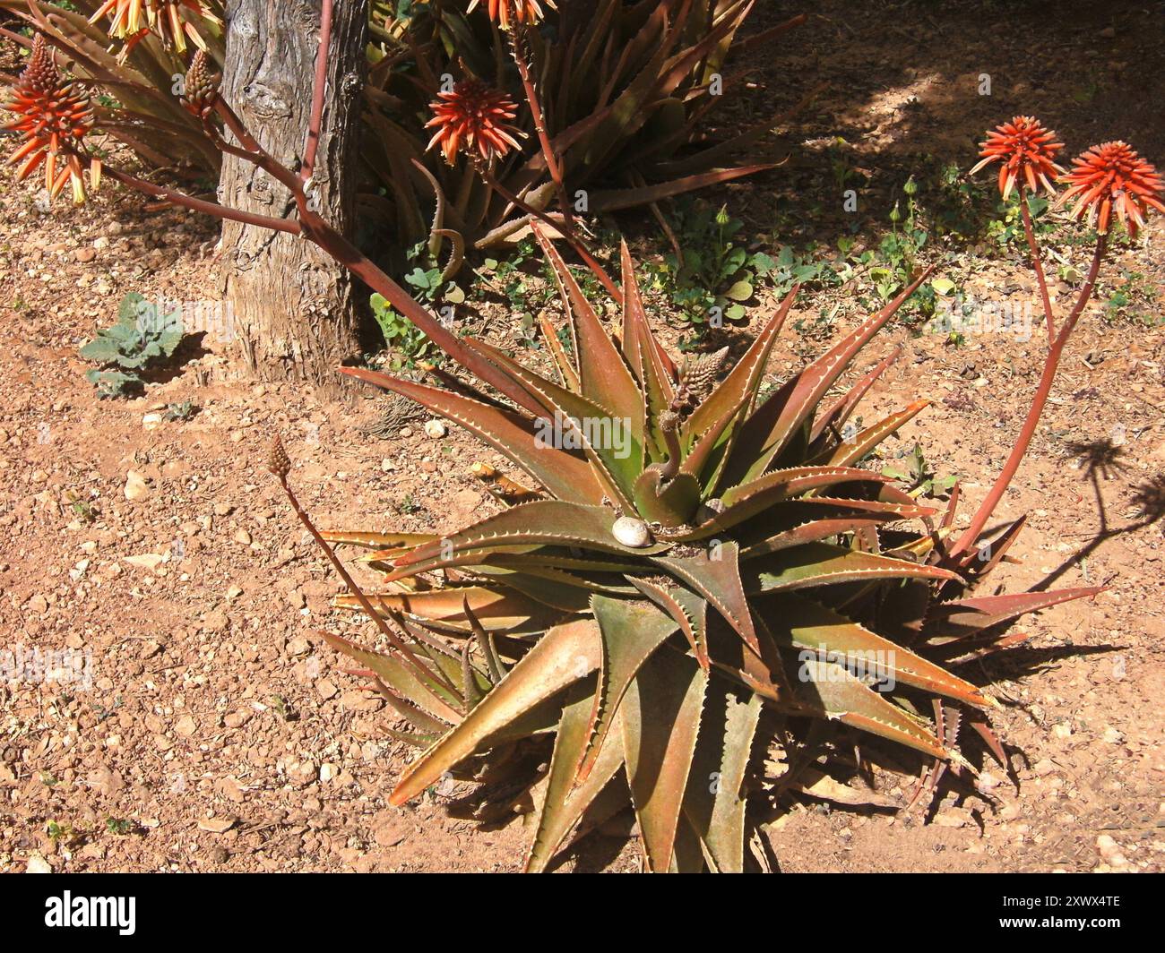Flowers of the Aloe Cameronii (Red Aloe vera) plant, evergreen ...