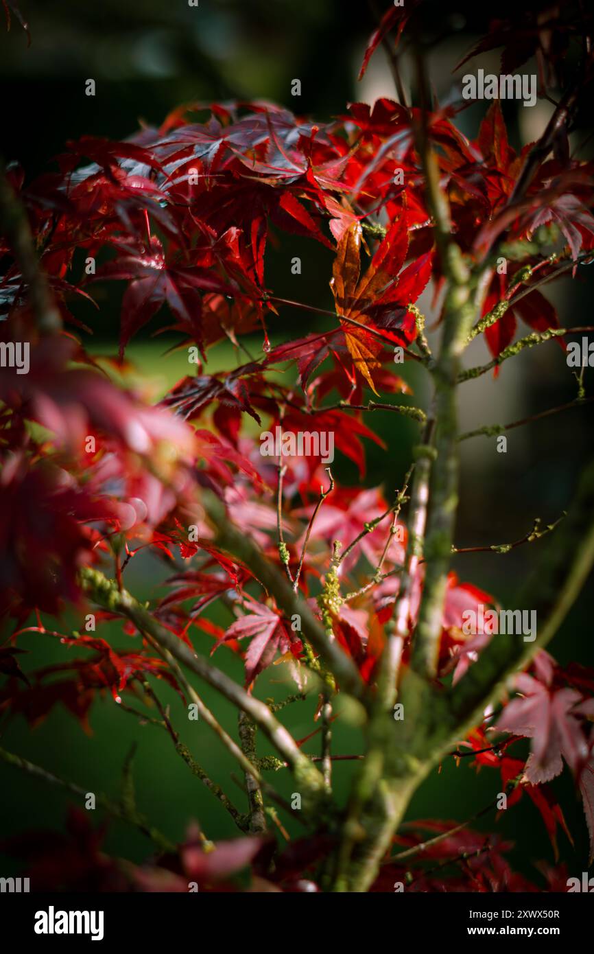 Small maple tree in autumn Stock Photo - Alamy