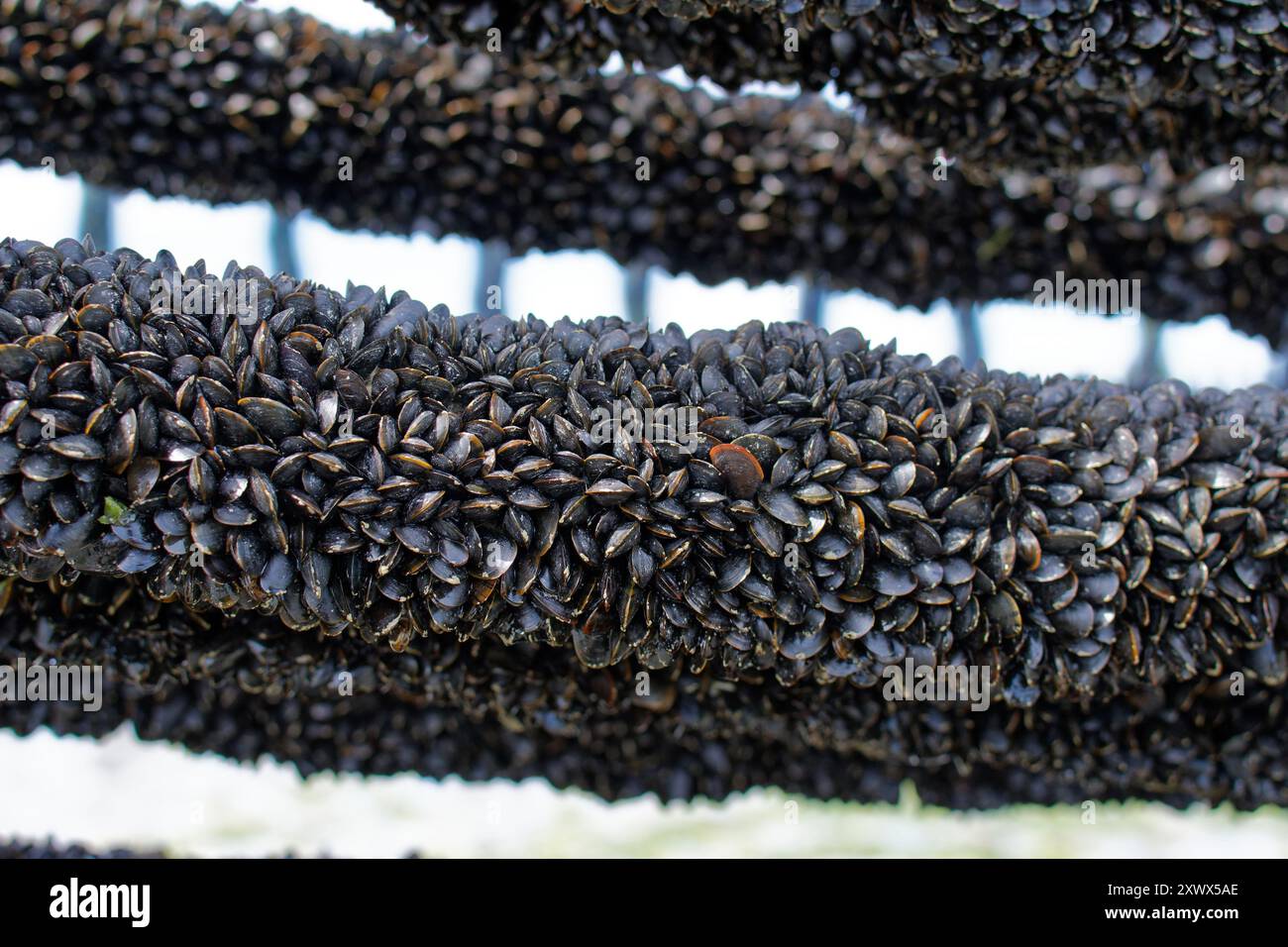 Hillion (north-western France): mussel farming in the Bay of Saint ...