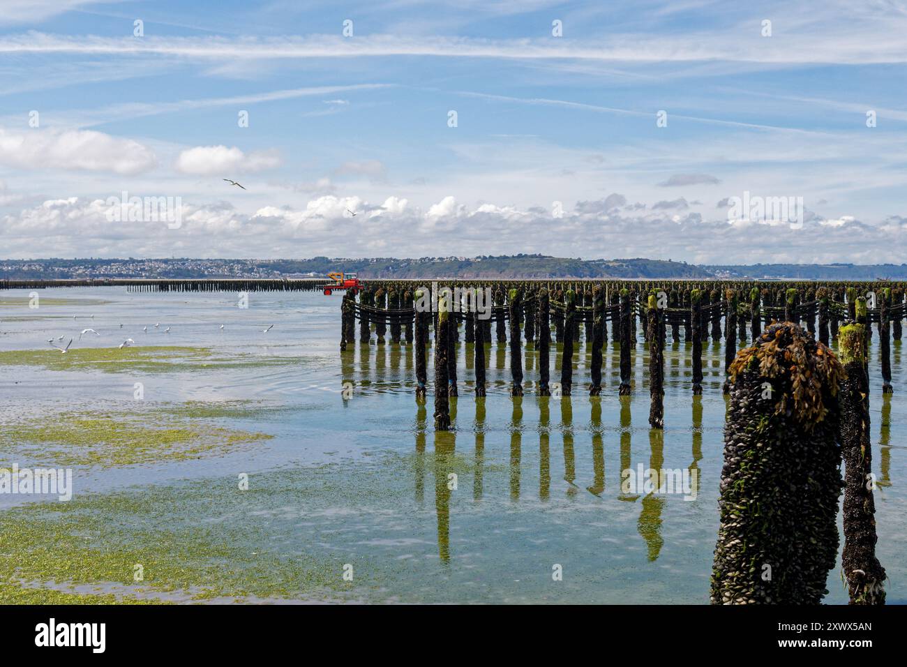 Hillion (north-western France): mussel farming in the Bay of Saint ...