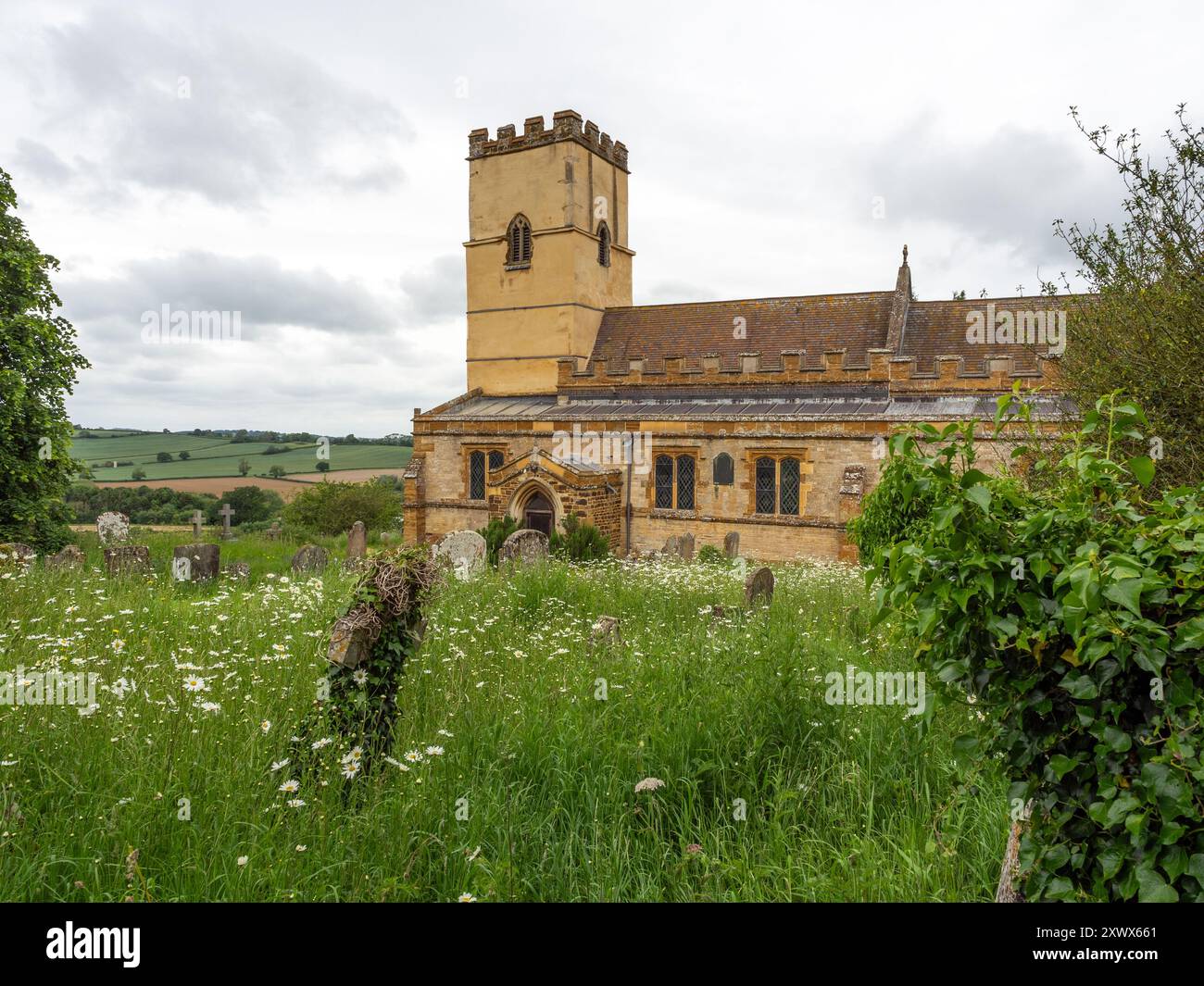 Re-wilded churchyard in summer, with long grass and gravestones; church ...