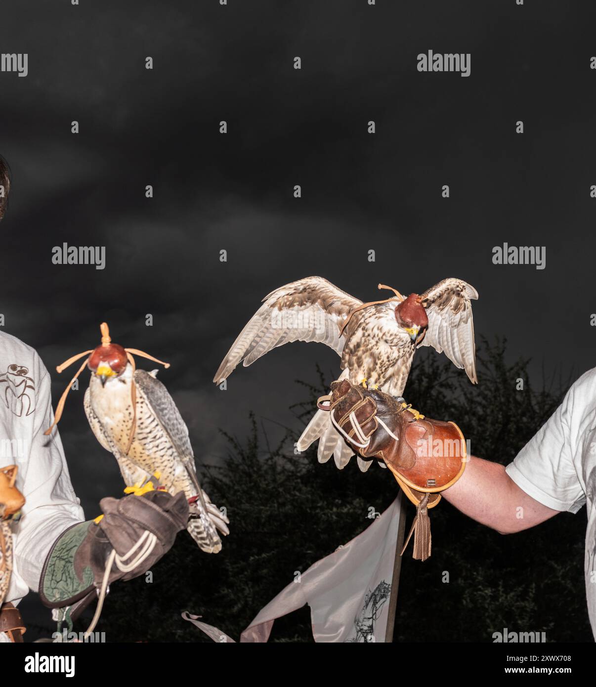 Experience the thrilling traditional falconry display at the Kurultáj ...