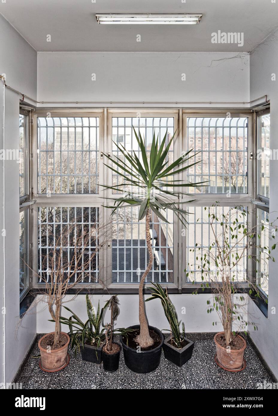 This image captures a group of resilient potted plants thriving in the ...