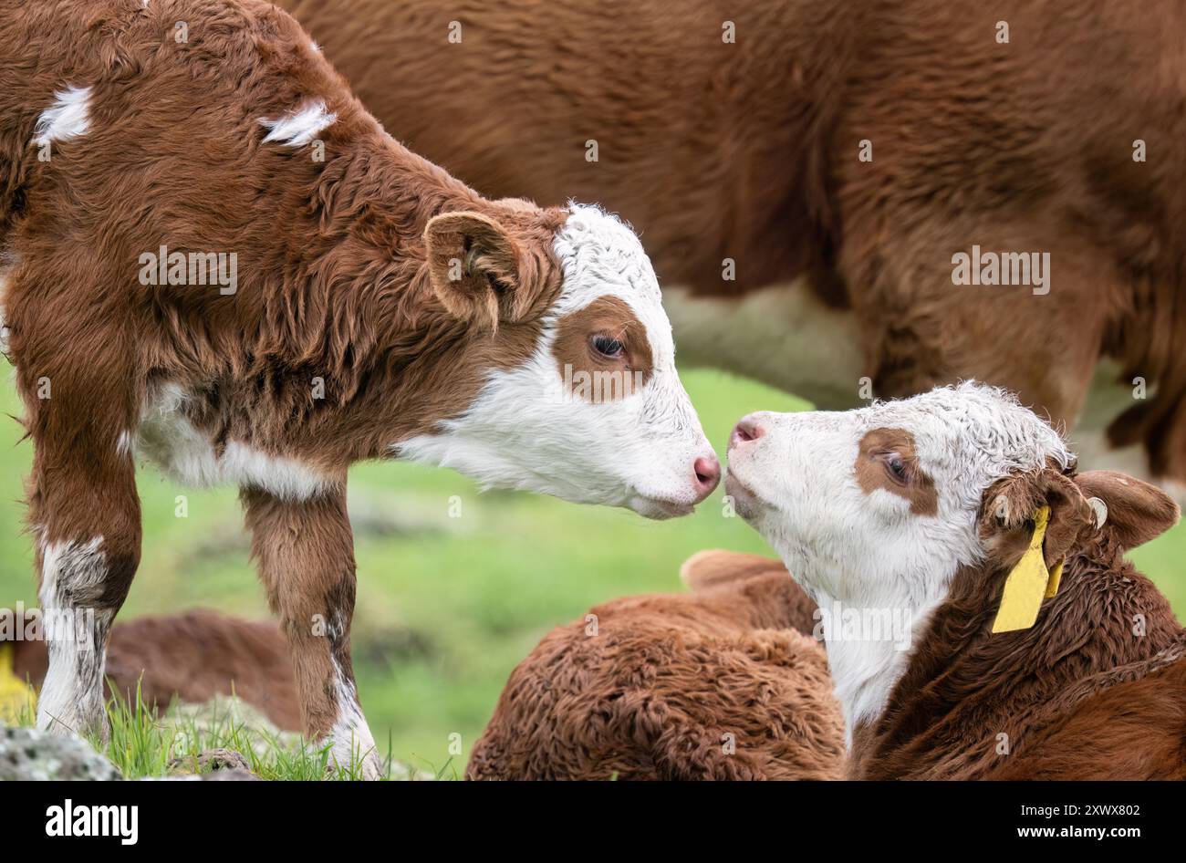 Affection show hi-res stock photography and images - Alamy