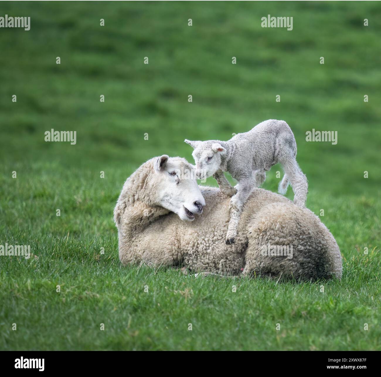 Baby lamb playing on mother’s back. Auckland Stock Photo - Alamy