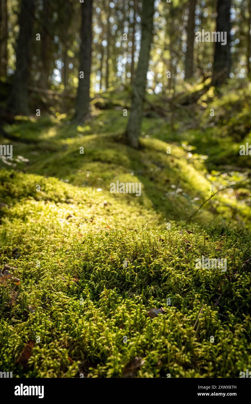 The lush, green forest covered in moss. sun bursting through Stock ...