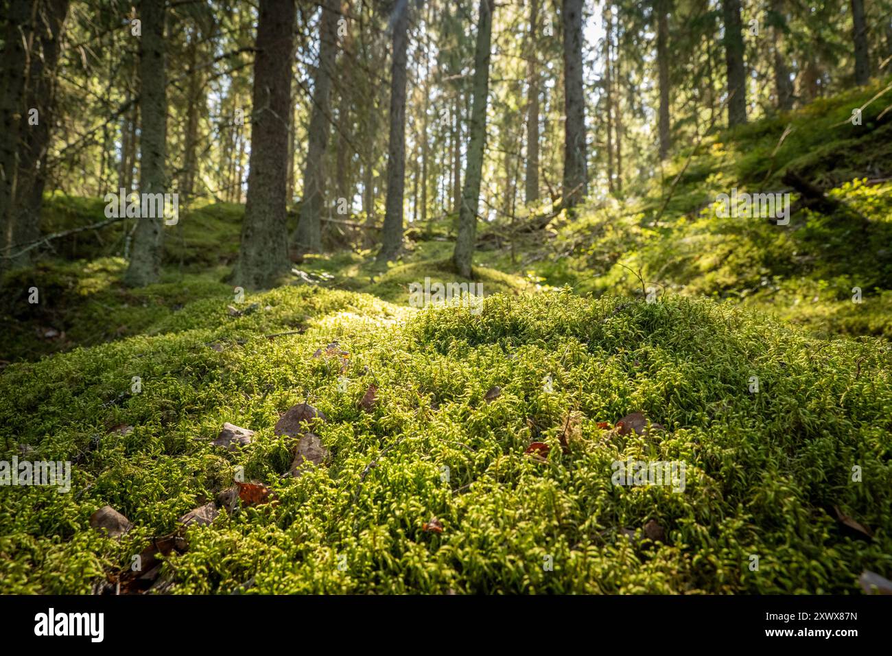 The lush, green forest covered in moss. sun bursting through Stock ...