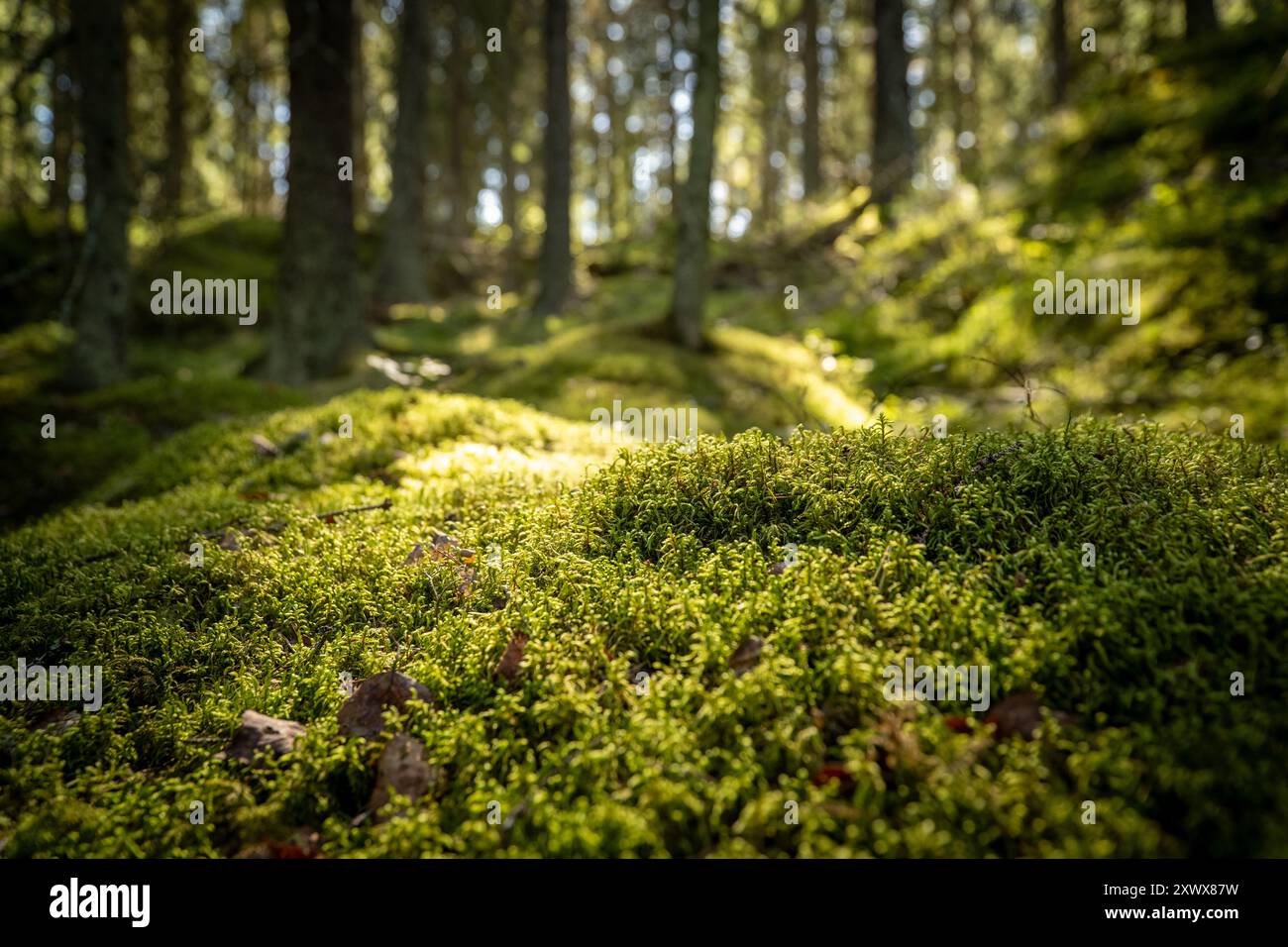 The lush, green forest covered in moss. sun bursting through Stock ...