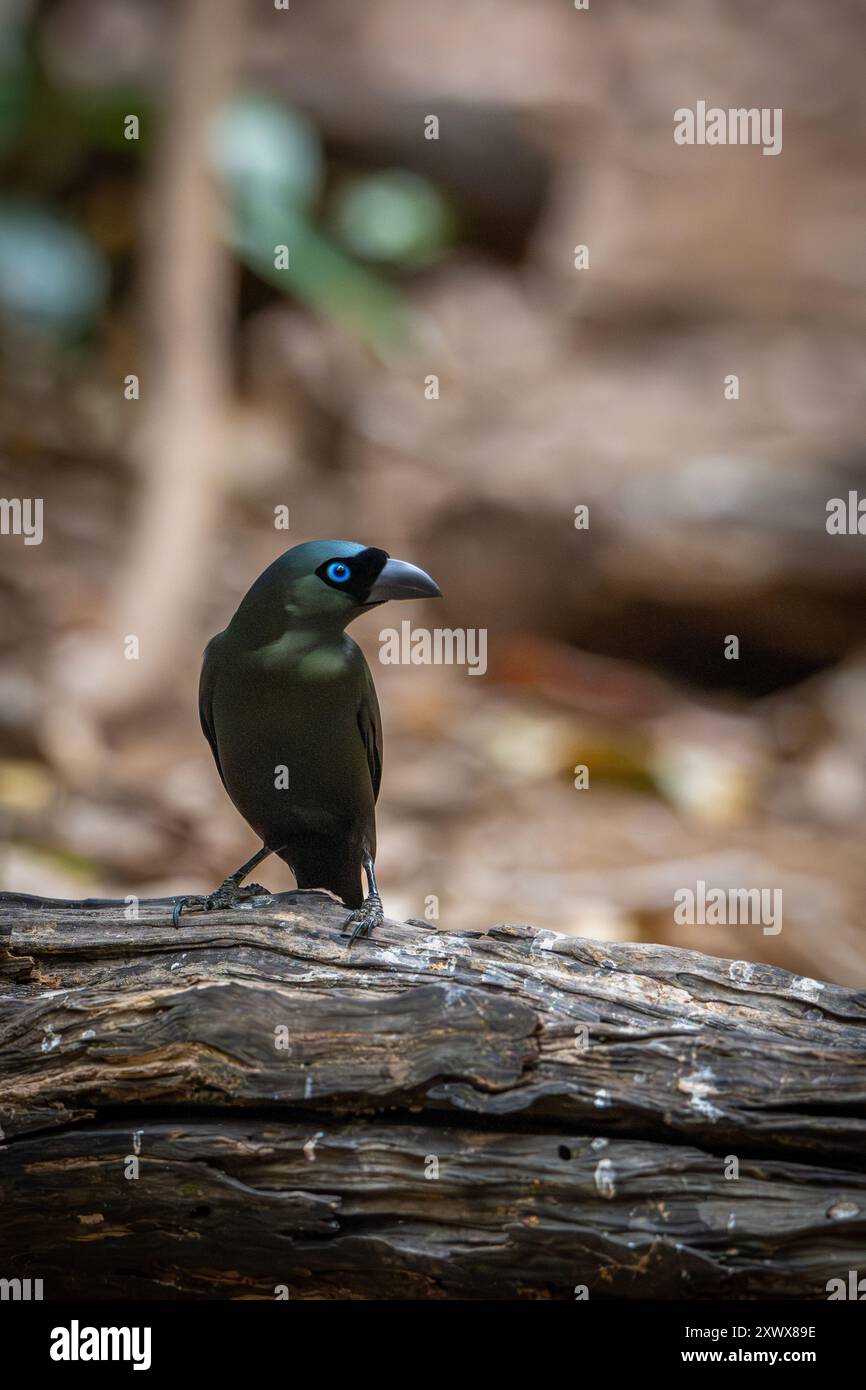 Small birds in Ma Da forest in Vinh Cuu district, Dong Nai province ...