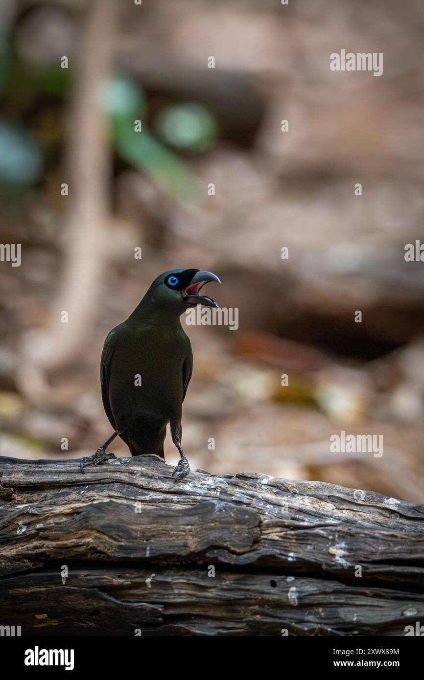 Small birds in Ma Da forest in Vinh Cuu district, Dong Nai province ...