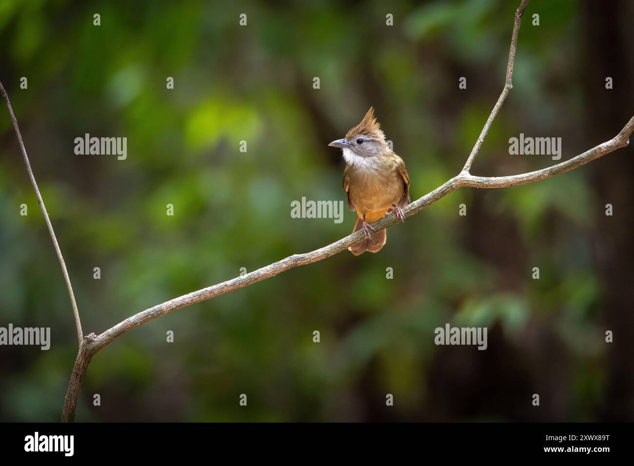 Small birds in Ma Da forest in Vinh Cuu district, Dong Nai province ...