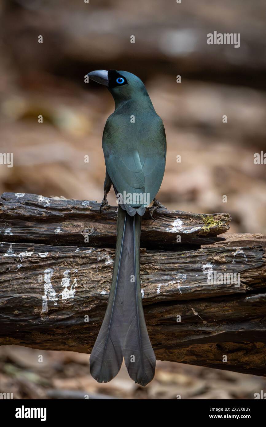 Small birds in Ma Da forest in Vinh Cuu district, Dong Nai province ...