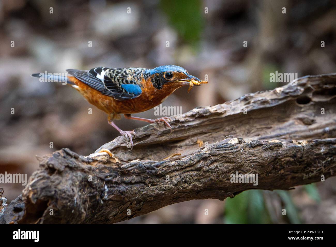 Small birds in Ma Da forest in Vinh Cuu district, Dong Nai province ...