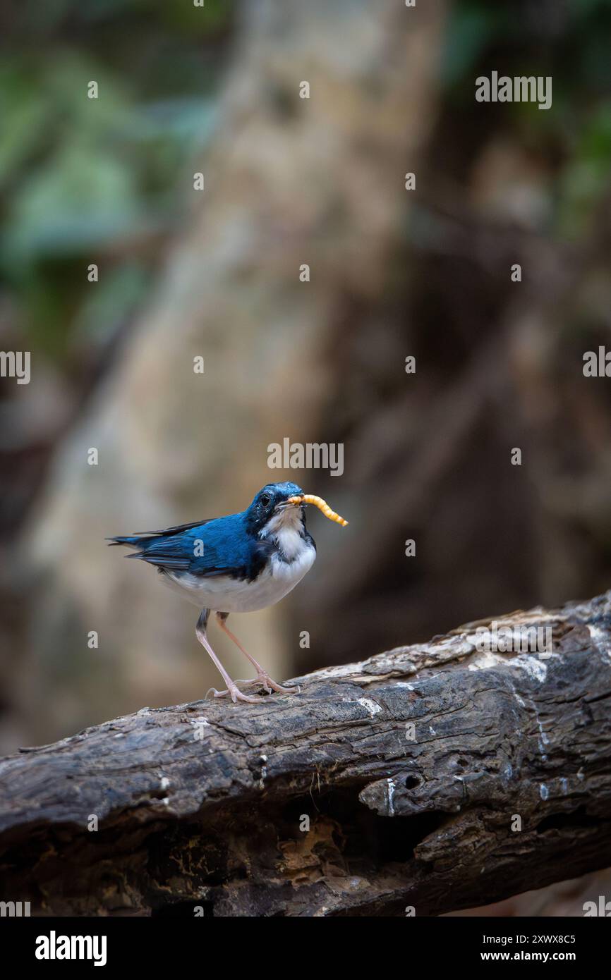 Small birds in Ma Da forest in Vinh Cuu district, Dong Nai province ...