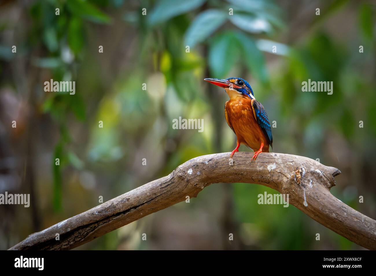 Small birds in Ma Da forest in Vinh Cuu district, Dong Nai province ...
