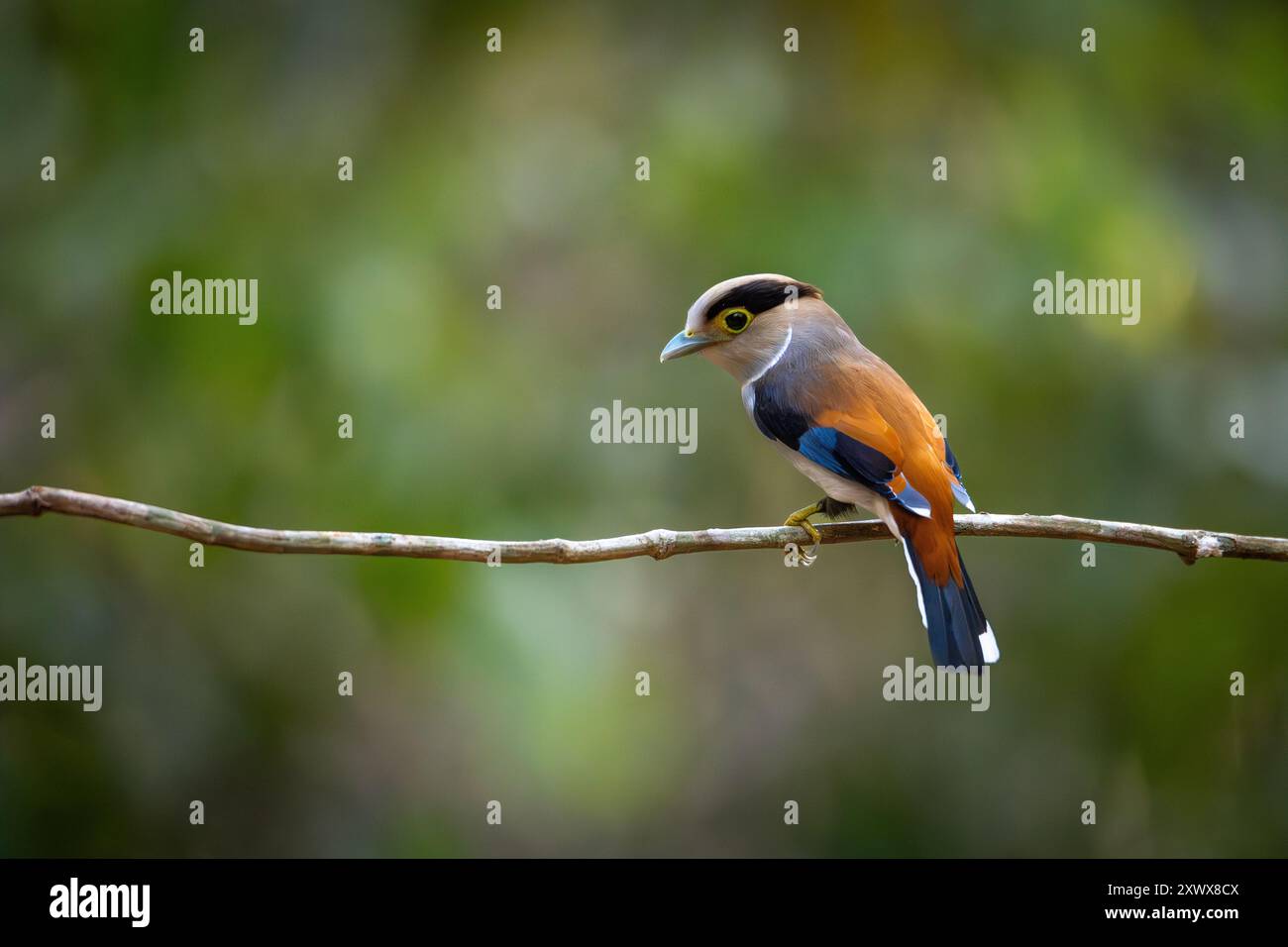 Small birds in Ma Da forest in Vinh Cuu district, Dong Nai province ...