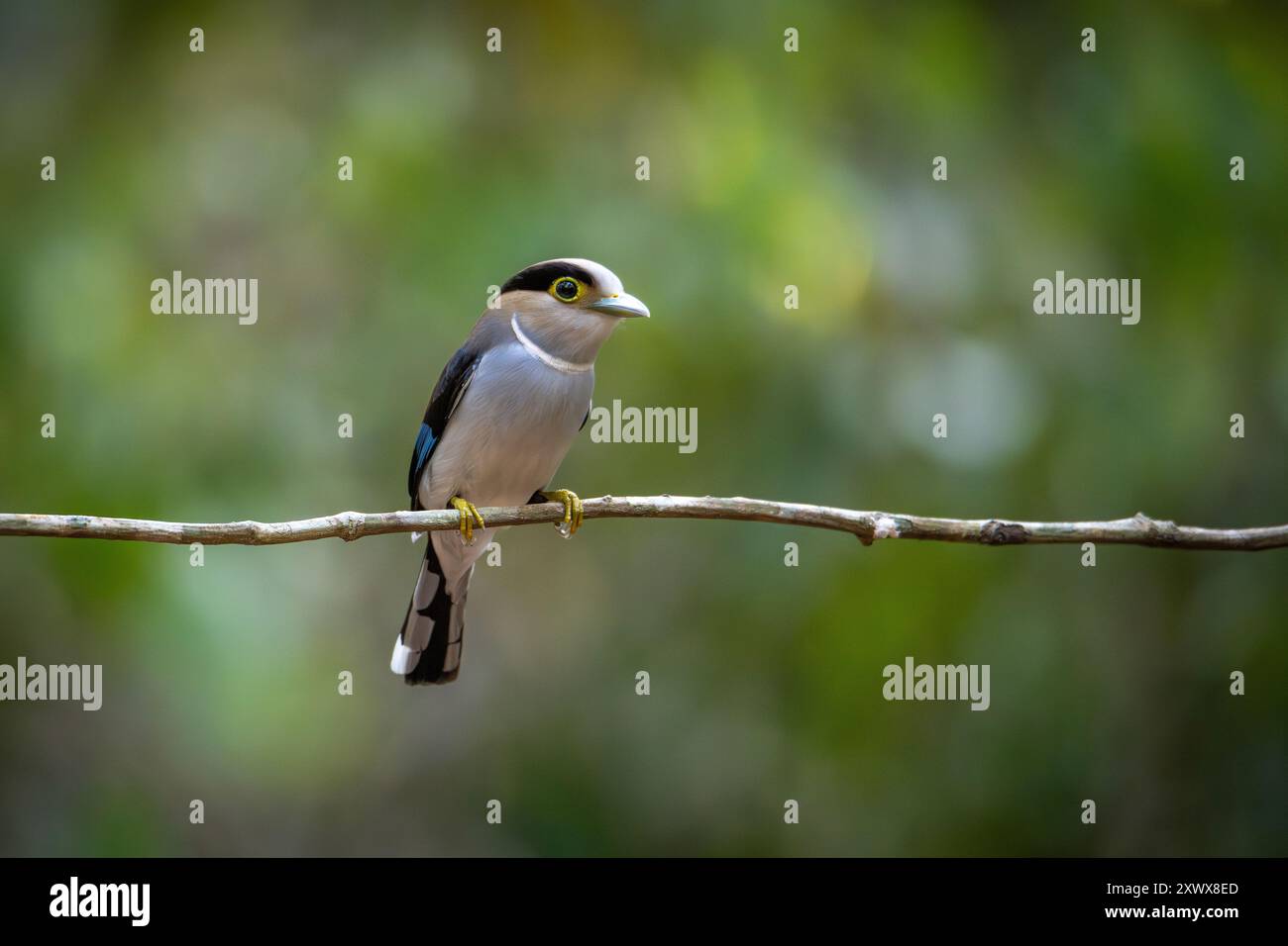 Small birds in Ma Da forest in Vinh Cuu district, Dong Nai province ...