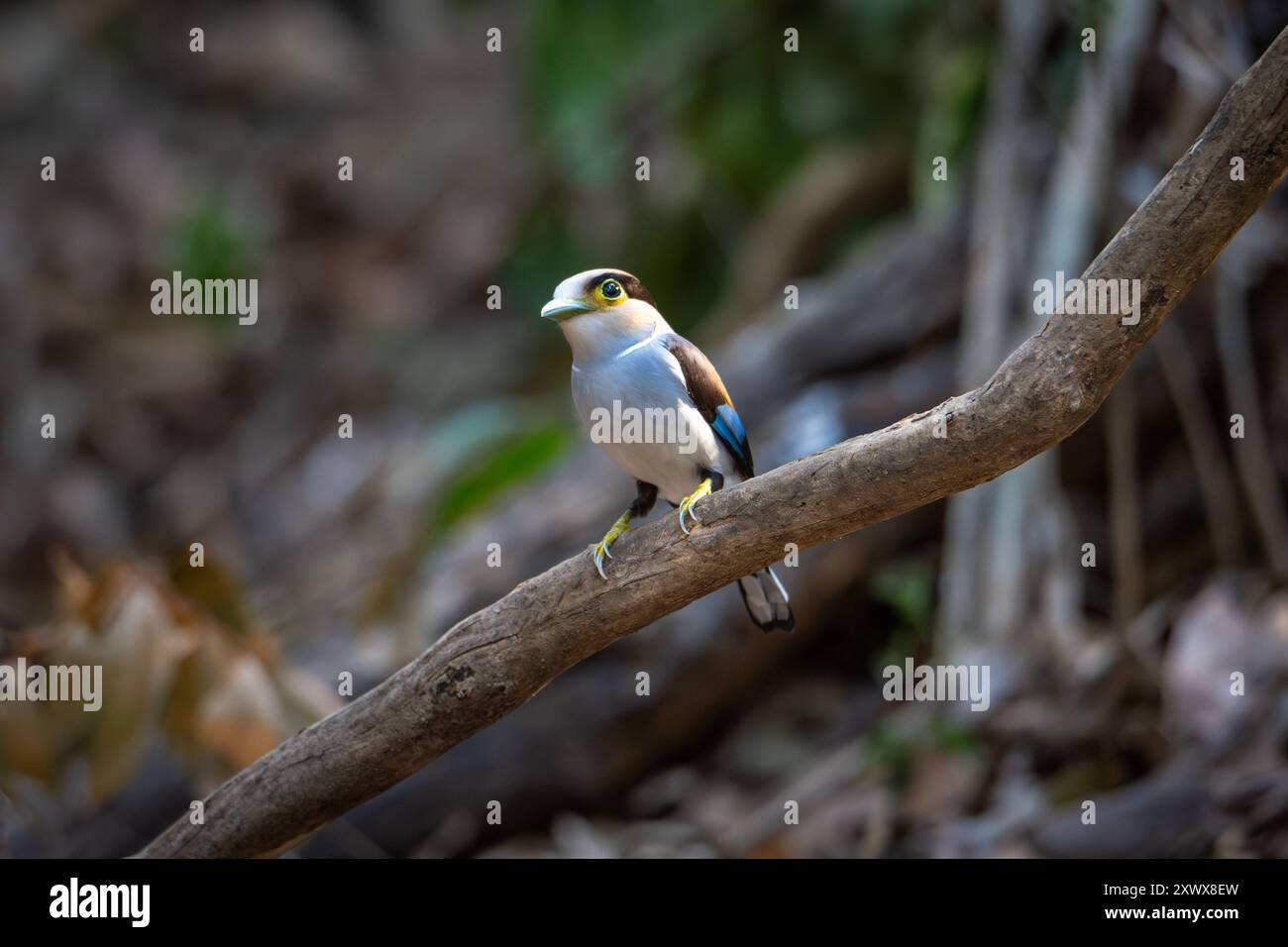 Small birds in Ma Da forest in Vinh Cuu district, Dong Nai province ...