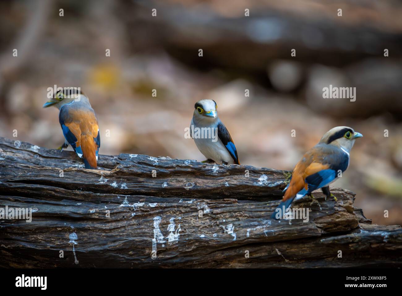 Small birds in Ma Da forest in Vinh Cuu district, Dong Nai province ...