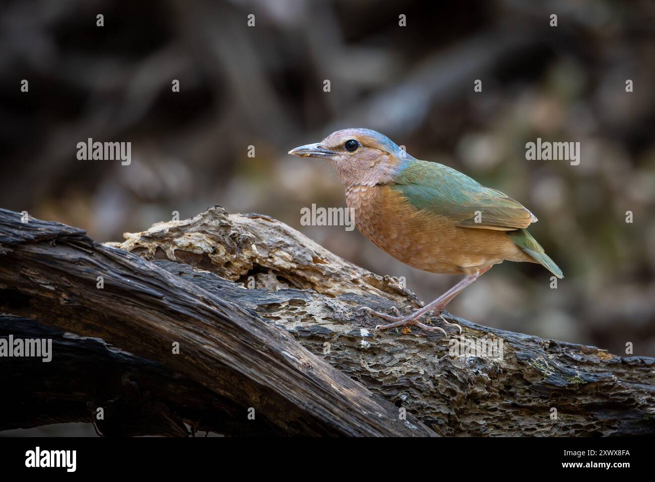 Small birds in Ma Da forest in Vinh Cuu district, Dong Nai province ...