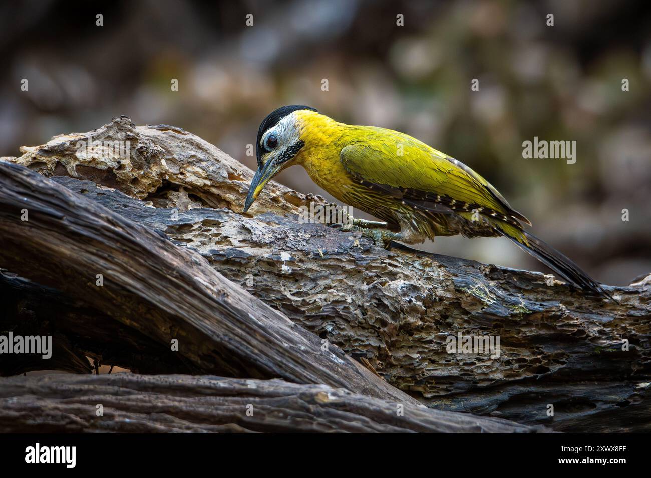 Small birds in Ma Da forest in Vinh Cuu district, Dong Nai province ...