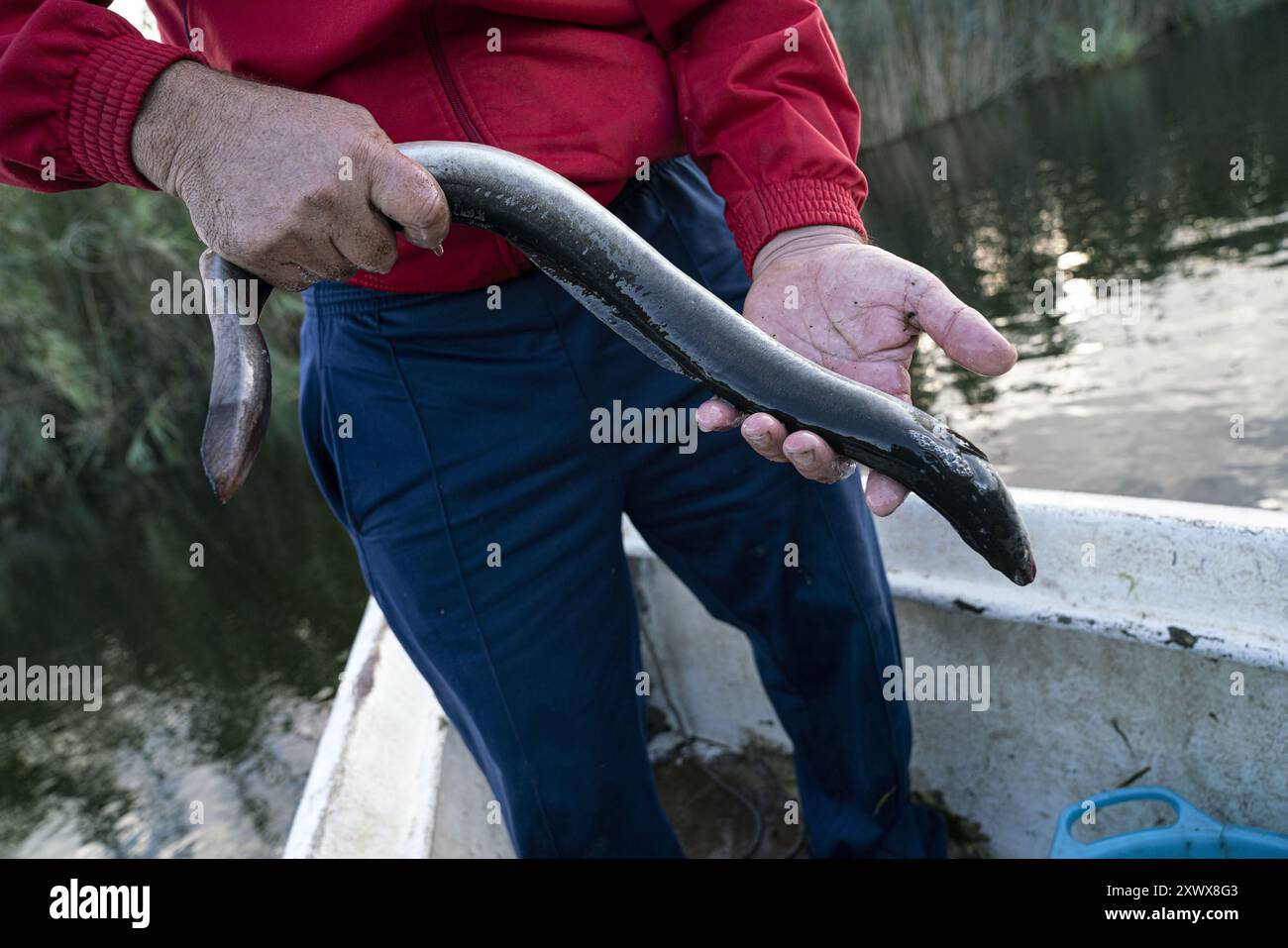 Italy, Sardinia: capture of a European eel caught in the Tortoli pond ...