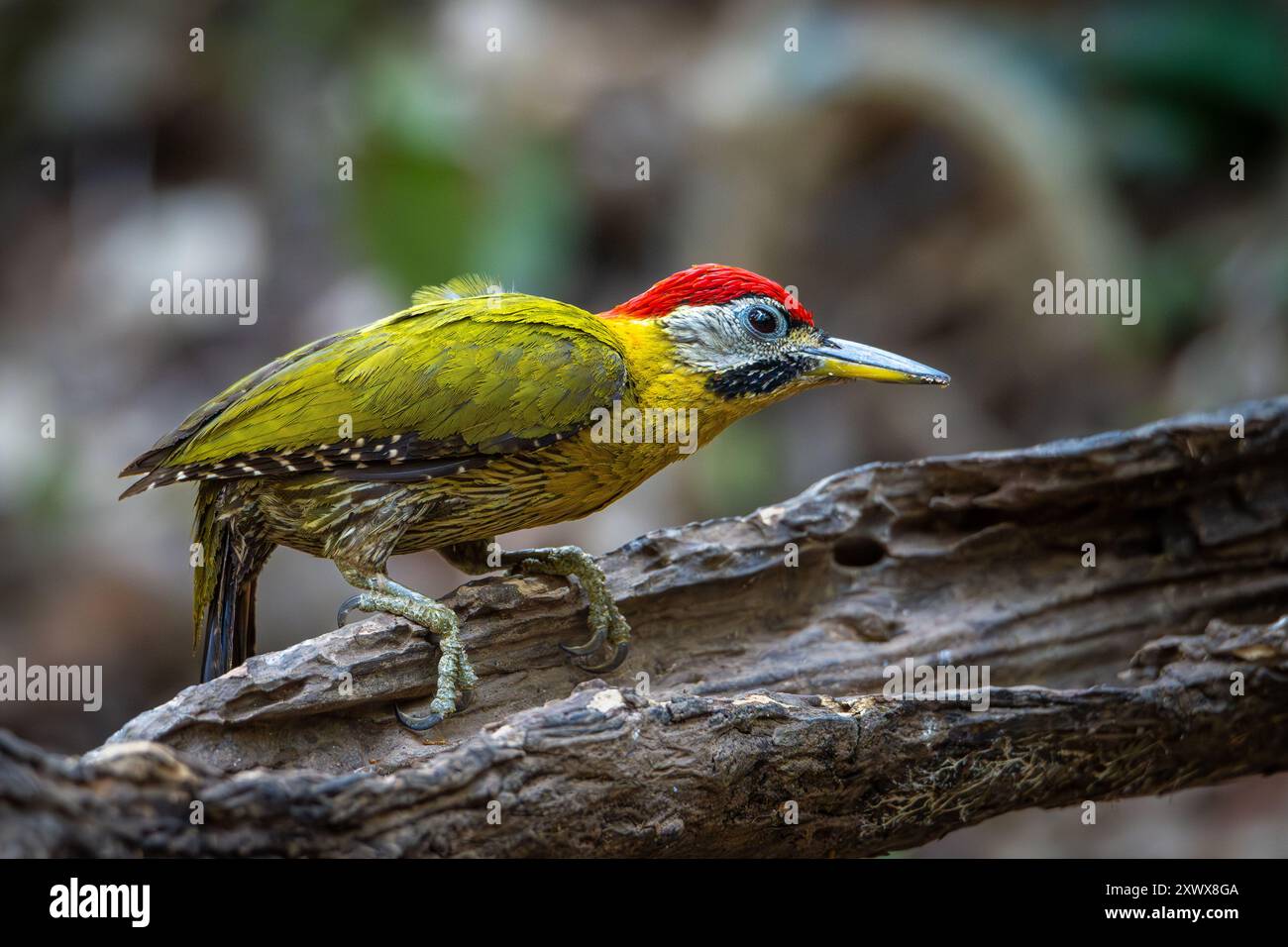 Small birds in Ma Da forest in Vinh Cuu district, Dong Nai province ...