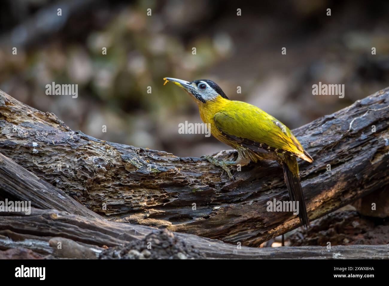 Small birds in Ma Da forest in Vinh Cuu district, Dong Nai province ...