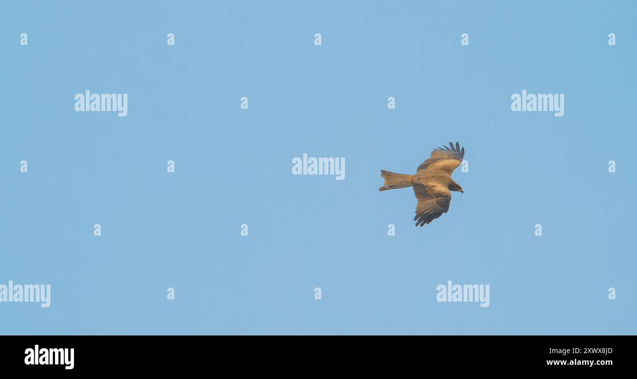 Black kite - Milvus migrans - Bird flying in sky. Bird of prey in the ...