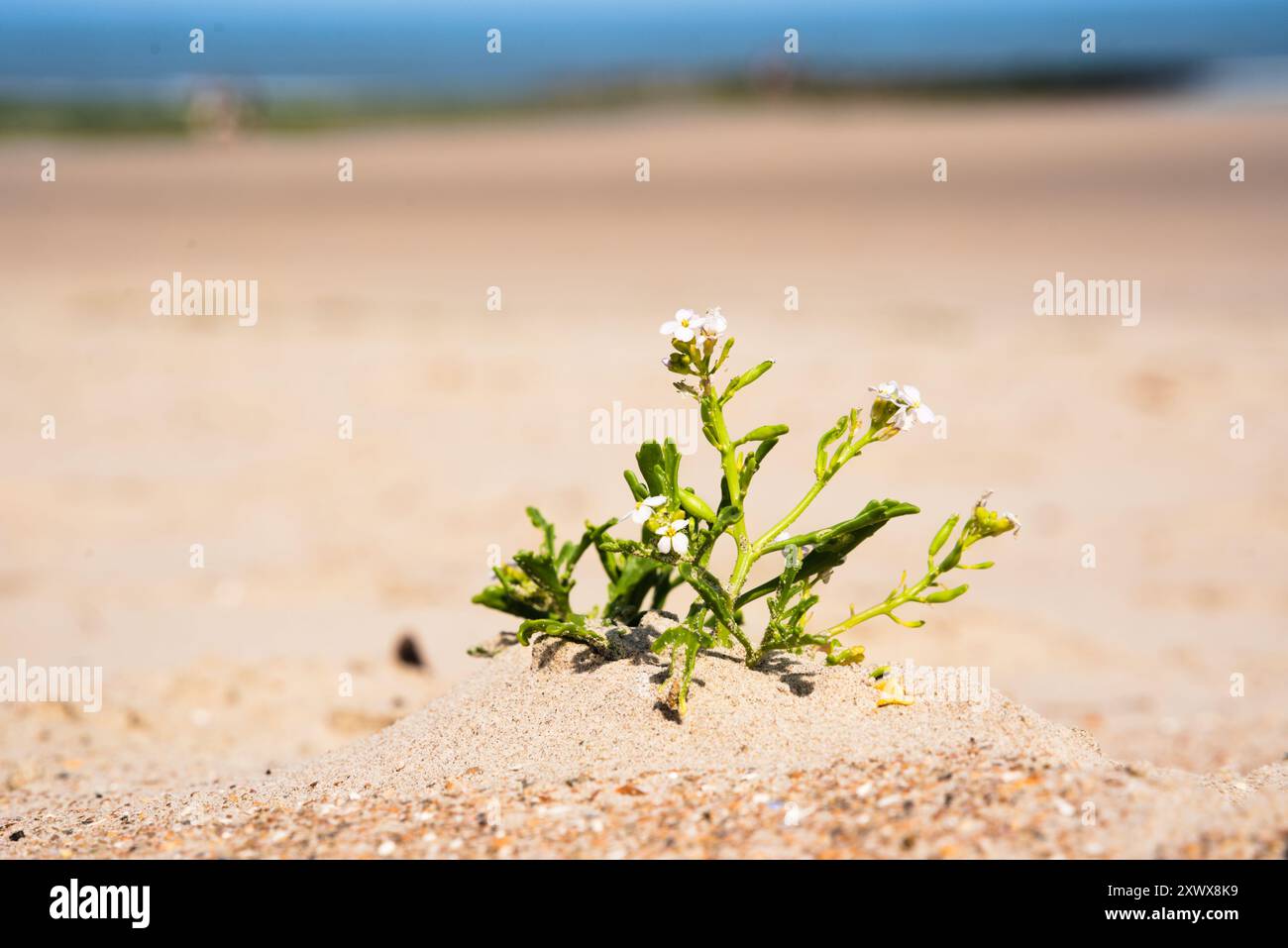 Coastal Resilience: Plant Thriving in Seaside Sand Stock Photo - Alamy