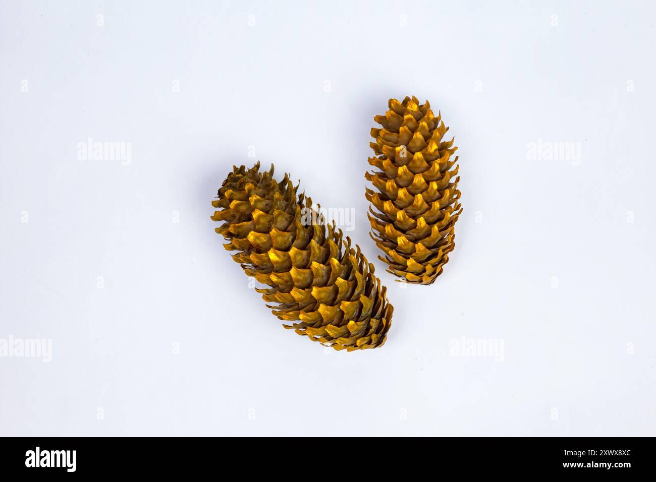 various types of cones. bumps for a decor on a white background. top ...