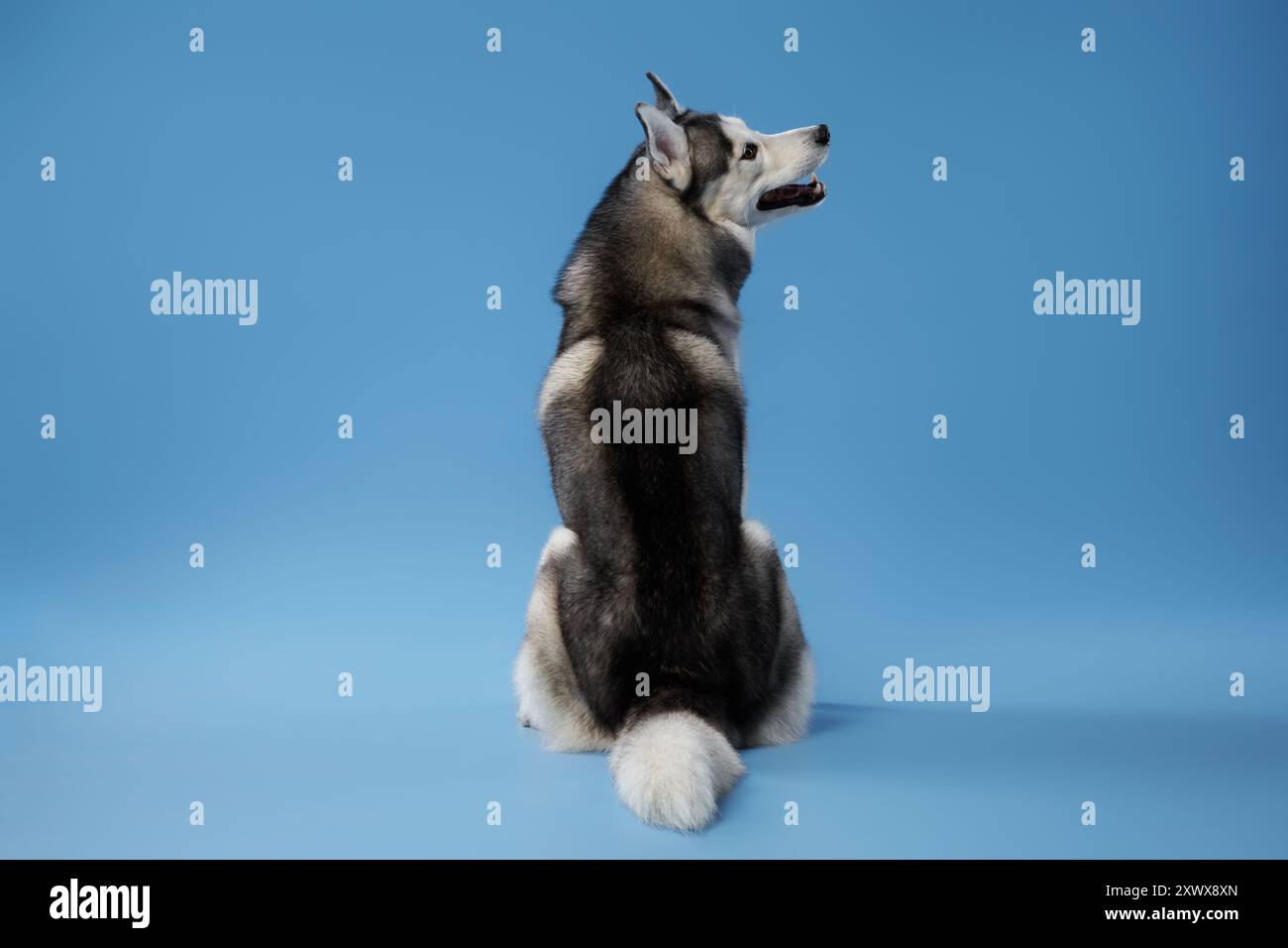 Back features hi-res stock photography and images - Alamy