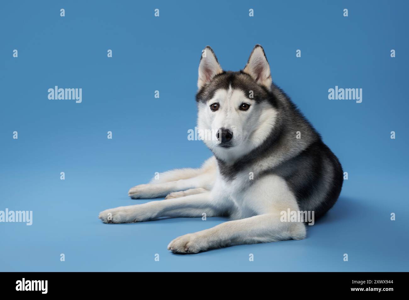 A Siberian Husky dog relaxes against a calm blue background, its laid ...