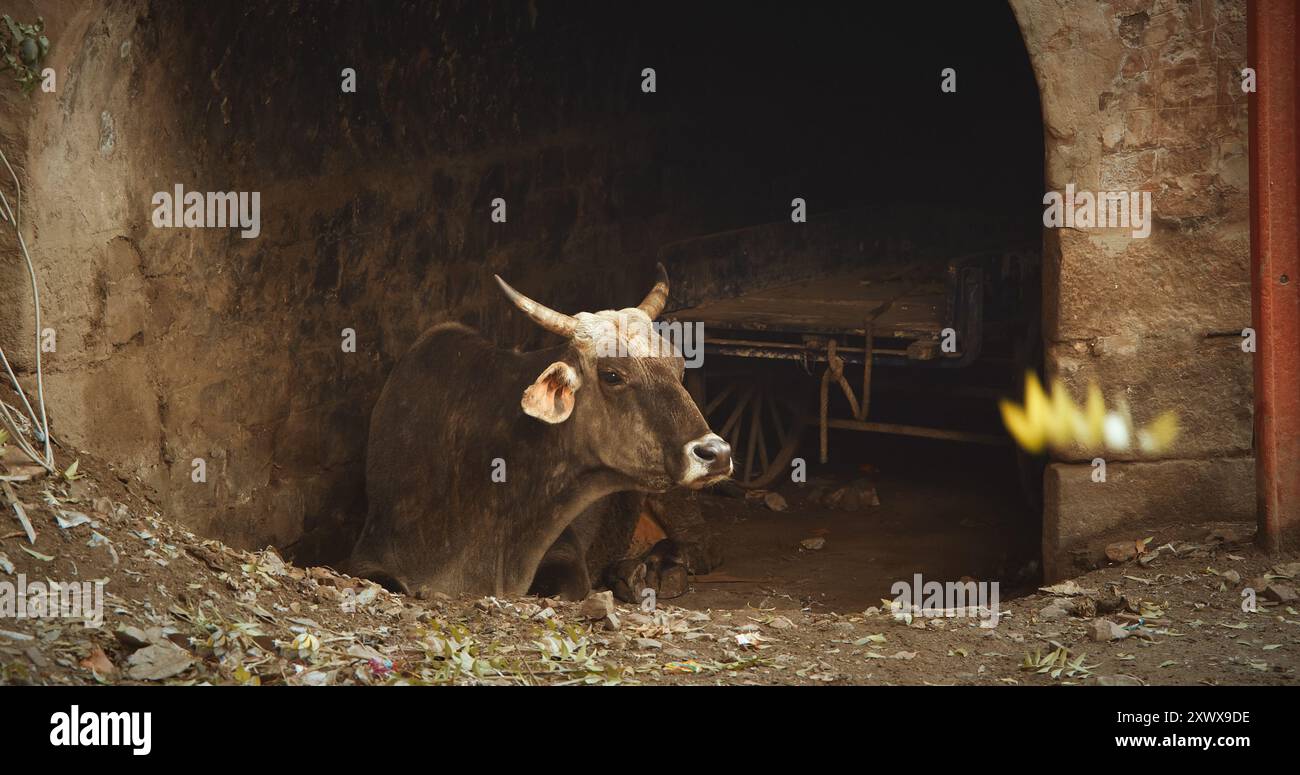 Cow resting in livestock. Indian sacred cow. India, Asia Stock Photo ...