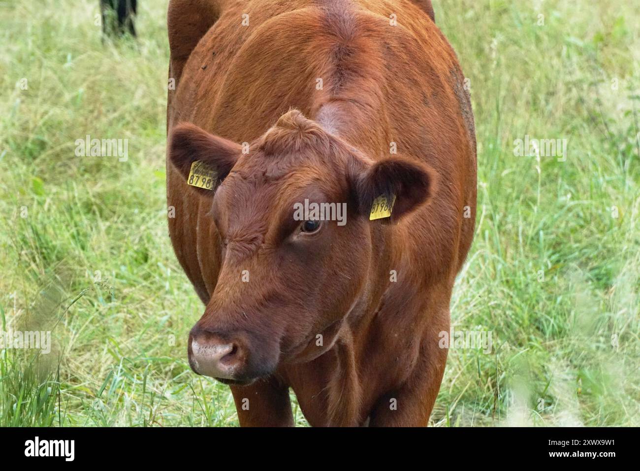 Harzer Rotvieh auf einer Weide am Nordharz. Kuehe *** Harz red cattle ...
